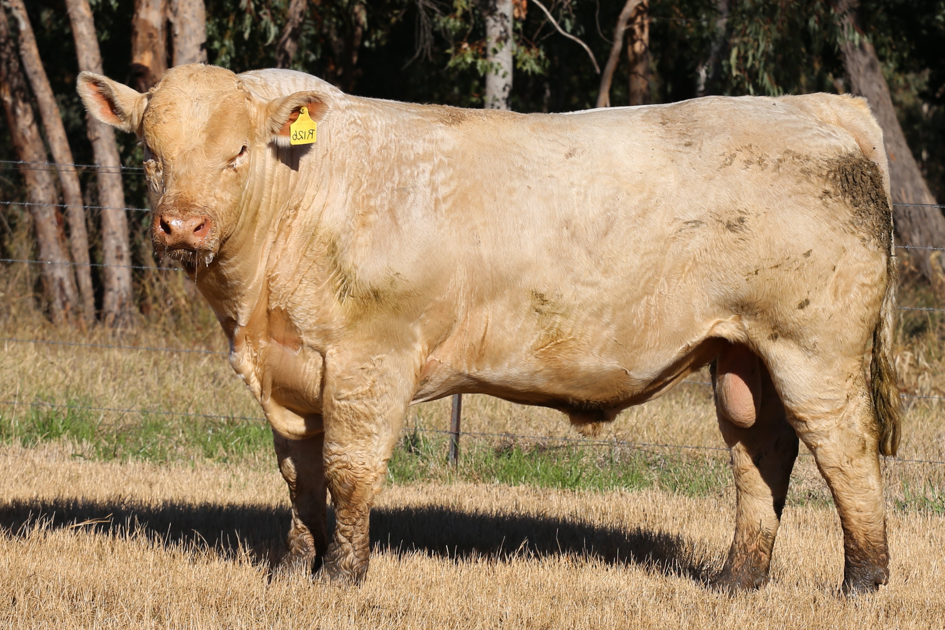 LOT 98 Rhino R126 | Futurity Pastoral