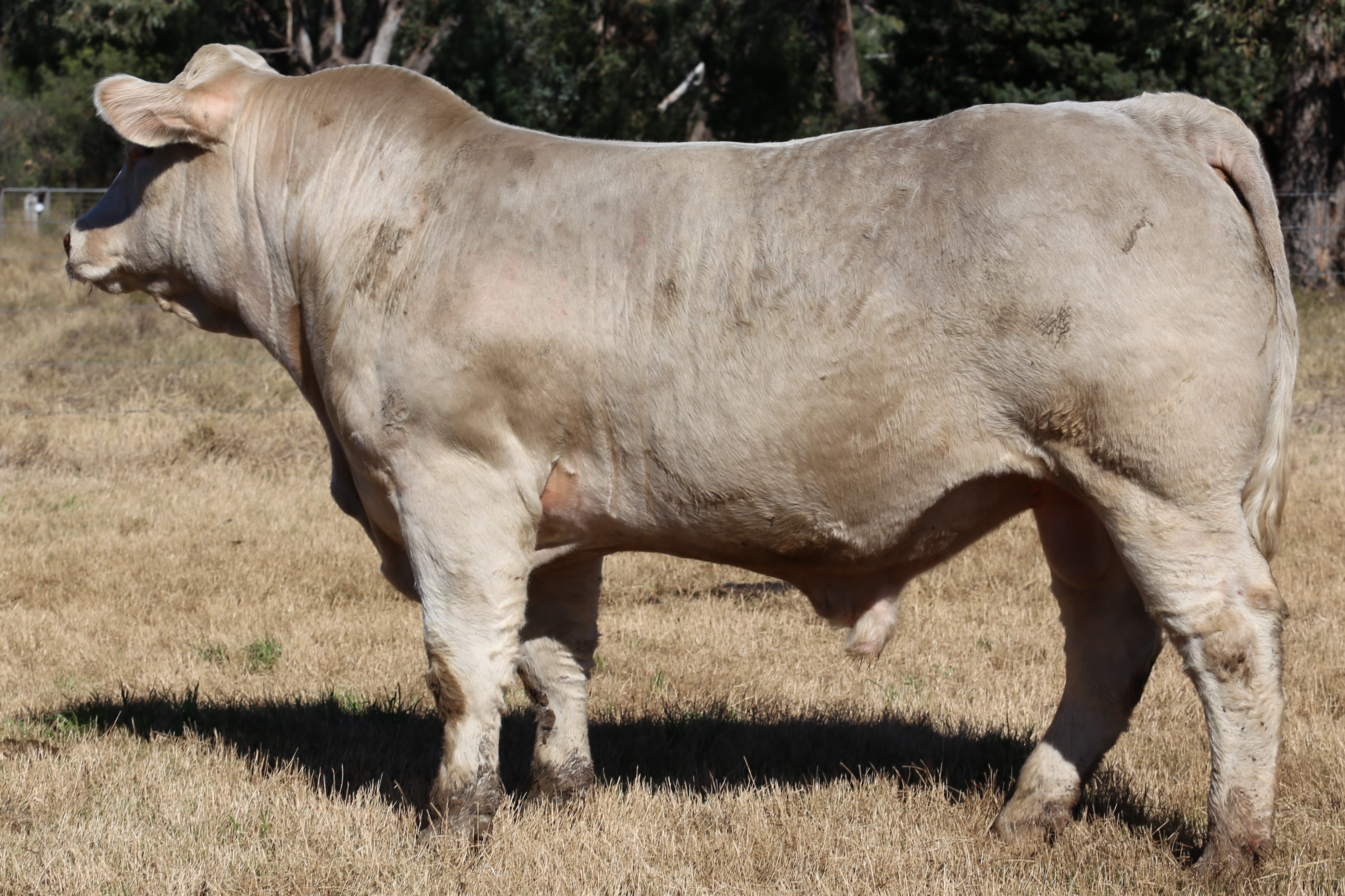 LOT 77 Southern Cross S29E | Futurity Pastoral